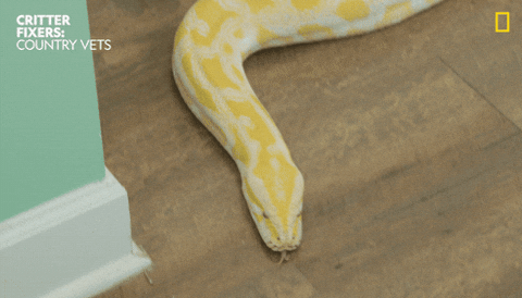Anaconda Snake GIFs - Find & Share on GIPHY