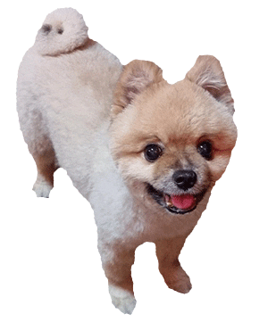 Good Vibes Dogs Sticker - Find & Share on GIPHY