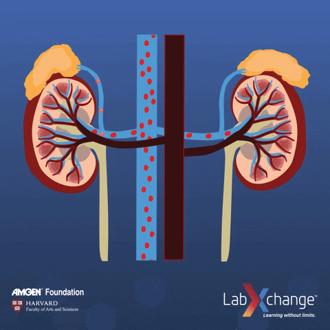 Kidneys GIFs - Find & Share on GIPHY