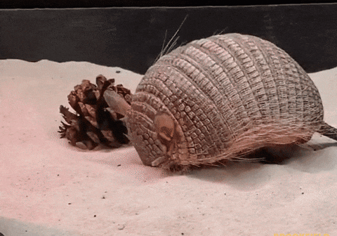 Screaming Armadillo GIFs - Find & Share on GIPHY