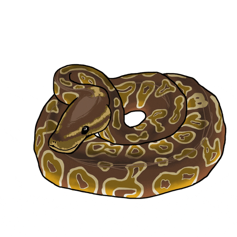 Ball Python GIFs - Find & Share on GIPHY