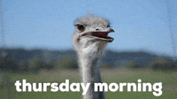 Almost-friday GIFs - Get the best GIF on GIPHY