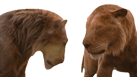 Forehead Bump Stickers - Find & Share on GIPHY