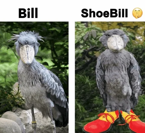 Shoes Meme GIFs - Find & Share on GIPHY