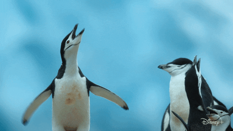 Penguin GIF by Disney+ - Find & Share on GIPHY