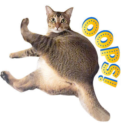 Oops Cat Stickers - Find & Share on GIPHY
