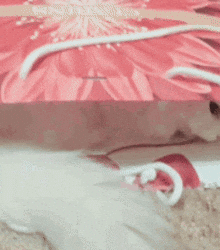 White Cat GIF - Find & Share on GIPHY