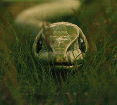 Conniving Snakes In The Grass GIFs - Find & Share on GIPHY
