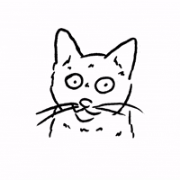 Cat Staring At Camera Meme GIFs - Find & Share on GIPHY