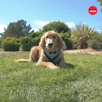 Happy Dog GIF by The Secret Life Of Pets