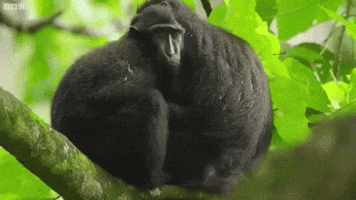 Tired Sleep GIF by BBC Earth