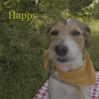 Dogday GIFs - Get the best GIF on GIPHY