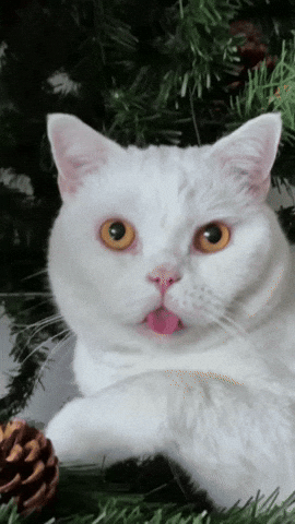White Cat GIF - Find & Share on GIPHY