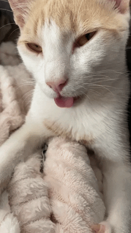 Licking White Cat GIF by Encal Medya - Find & Share on GIPHY