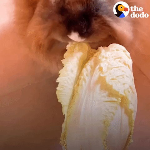 Animal Rescue Eating GIF by The Dodo - Find & Share on GIPHY