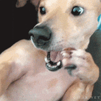 Perro Riendo GIFs - Find & Share on GIPHY