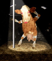 Perhaps Cow GIFs - Find & Share on GIPHY