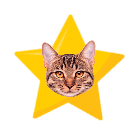 Ripleys Cat Stickers - Find & Share on GIPHY
