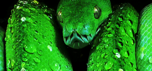 Ball-python GIFs - Get the best GIF on GIPHY
