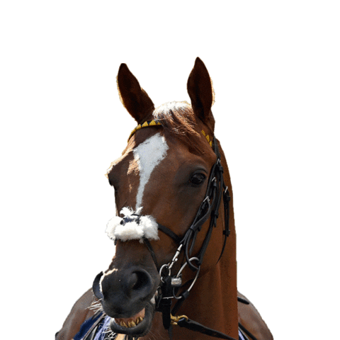 Smiling Horse Stickers - Find & Share on GIPHY