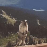 Beaver Meme GIFs - Find & Share on GIPHY