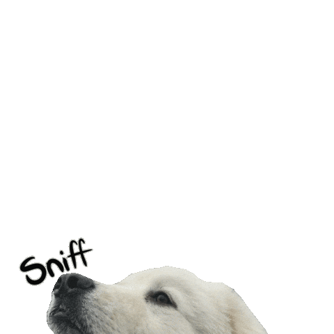 Dog Smell Stickers - Find & Share on GIPHY
