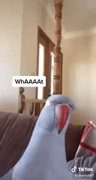 Abby Is Sharing On Tiktok GIFs - Find & Share on GIPHY