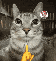 Cat Explode Meme GIFs - Find & Share on GIPHY