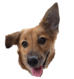 Good Vibes Dogs Sticker - Find & Share on GIPHY