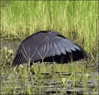 Animated Wings GIFs - Find & Share on GIPHY