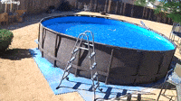 Dog-jumps-into-swimming-pool GIFs - Get the best GIF on GIPHY