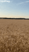 Wheat-field GIFs - Get the best GIF on GIPHY