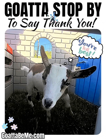 Thanks Thank You GIF by Goatta Be Me Goats! Adventures of Java, Toffee ...