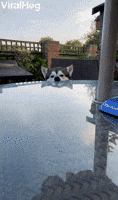 Dog-nose GIFs - Get the best GIF on GIPHY