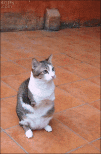 Cat Walking On Hind Legs Gif