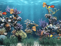 Animated Aquarium Gif