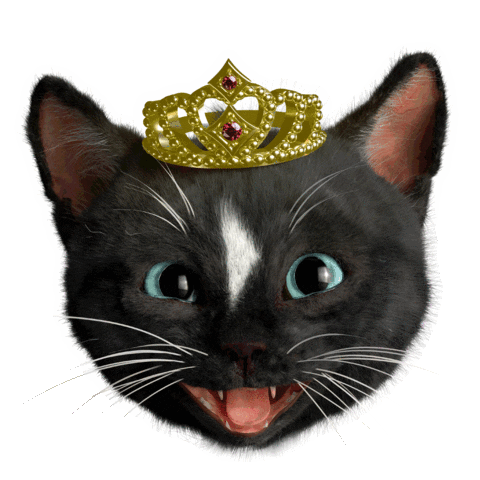Kitty Cat Stickers GIFs on GIPHY - Be Animated