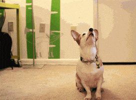 Beg GIFs - Find & Share on GIPHY