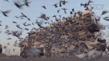 Funny Pigeon GIFs - Find & Share on GIPHY
