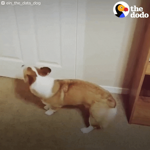 The Dodo GIF - Find & Share on GIPHY