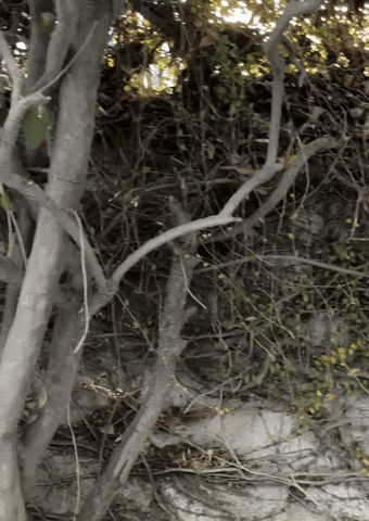 Bunny-ghost GIFs - Get the best GIF on GIPHY