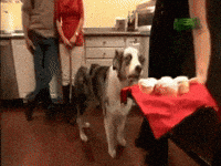 Dog Cupcake Flashback Gif