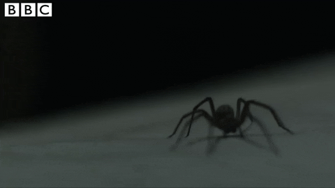 Giant Australian Spider Gif