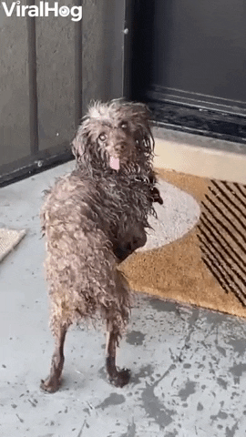 Cute Dog Falling GIFs - Find & Share on GIPHY