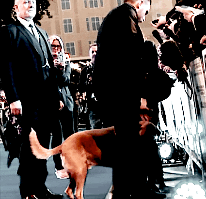 Legend-uk-premiere GIFs - Get the best GIF on GIPHY