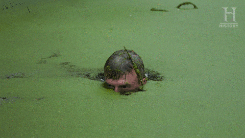 Swamp GIFs - Get the best GIF on GIPHY