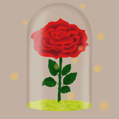 Rose GIF - Find & Share on GIPHY