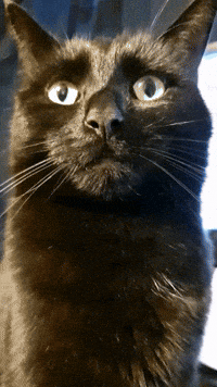 Amazed Cat Gif