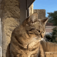 Cat Smile GIFs - Find & Share on GIPHY
