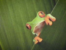 Pop-up-frog GIFs - Get the best GIF on GIPHY